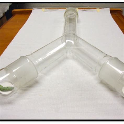 Y Tube Olfactometer Using Live And Dead Caterpillars The Olfactometer