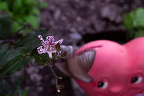 Toad Lily Or Hairy Toad Lily Is A Japanese Species Of Hardy Herbaceous