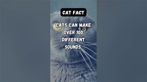 Cats Can Make Over 100 Different Sounds Cats Cutecats Kitties
