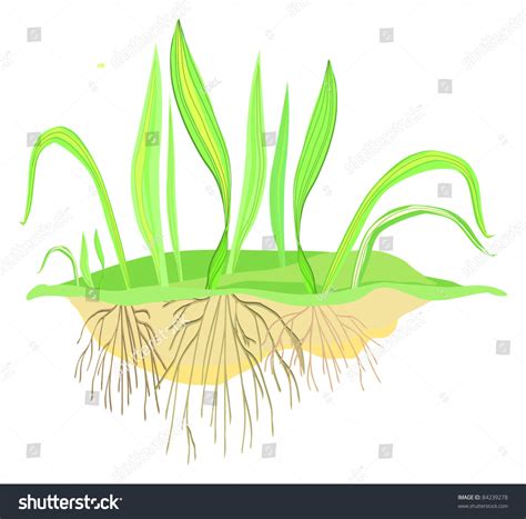 Green Grass Roots Vector Stock Vector Royalty Free 84239278 Shutterstock