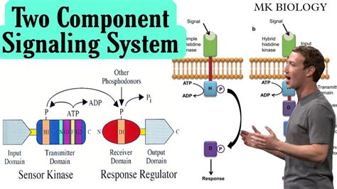Components Of Signaling System At James Loman Blog