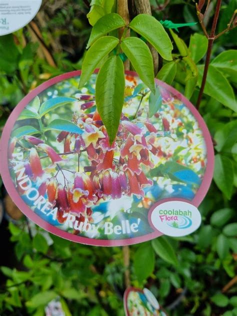 Pandorea Ruby Belle Bower Vine 8 Pot Hello Hello Plants