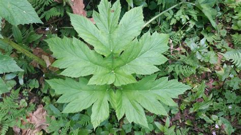 Giant Hogweed Vs Native Cow Parsnip Ssisc