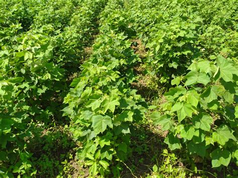 သပိတ်ကျင်းမြို့နယ်အတွင်း ဝါစိုက်တောင်သူများ ဈေးကောင်းရရှိသဖြင့် ဝါစိုက်ဧကများ တို့ချဲ့စိုက်ပ