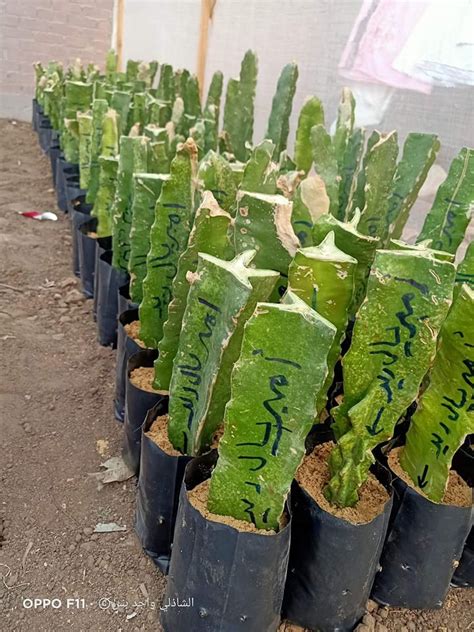 محبي زراعة الدراجون فروت بمدينة العبور