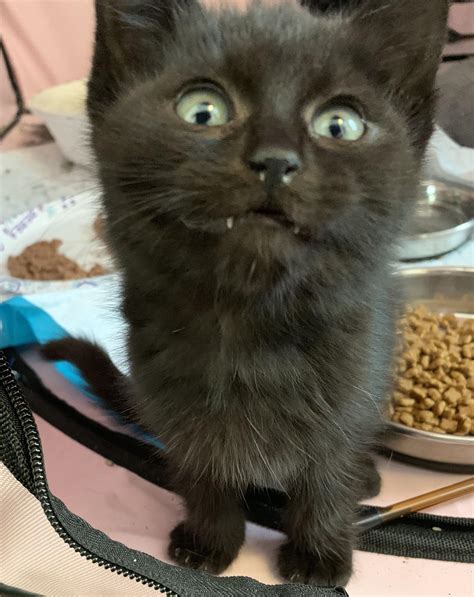 1580 Best Itty Bitty Images On Pholder Illegally Smol Cats Aww And Teefies