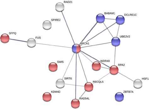 String Analysis Of Functional Interactions In Gene Set Gobpdouble Download Scientific Diagram