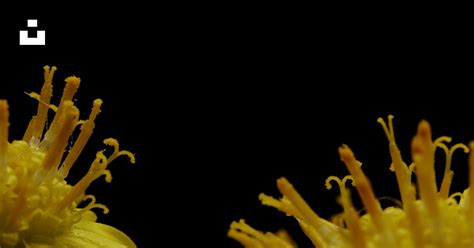 검은 배경에 노란 꽃 사진 Unsplash의 무료 검정 이미지