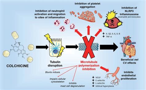 Low Dose Colchicine For The Prevention Of Cardiovascular Eve