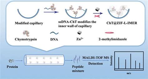 使用沸石咪唑酯框架作为封装材料增强毛细管固定化酶微反应器的胰凝乳蛋白酶活性和稳定性analytical Chemistry X Mol