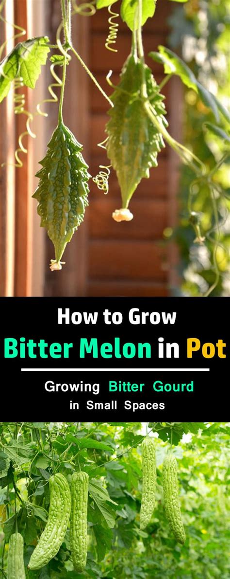 Bitter Melon Cultivation At Jimmie Mireles Blog
