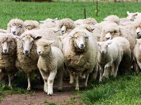 Crece La Producción Ovina Bonaerense Supercampo