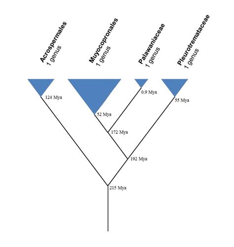 A Simplified Of Diagrammatic Scheme Of The Evolution Representation Download Scientific Diagram
