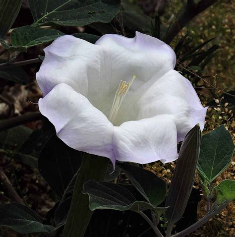 Sacred Datura