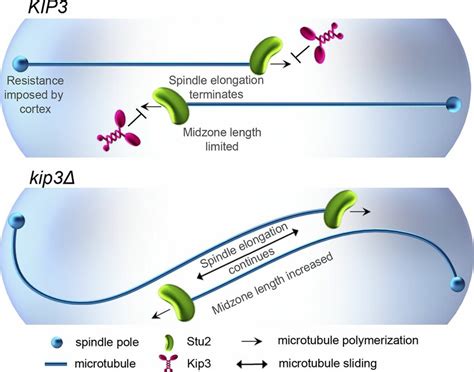 Model For The Regulation Of Anaphase Spindle Elongation Via Control Of Download Scientific