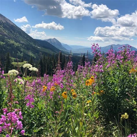 Colorados Wildflower Season