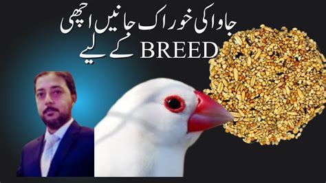 Java Sparrow Seed Mix Fawn Java Java Sparrow Java Finch Lovebird