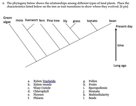 Solved The Phylogeny Below Shows The Relationships Among Different Types Of Land Plants Place
