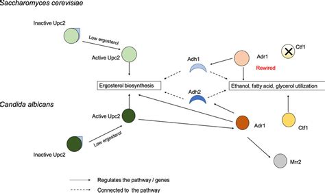 Proposed Model Of The Multiple Rewiring Of Transcription Factors Download Scientific Diagram