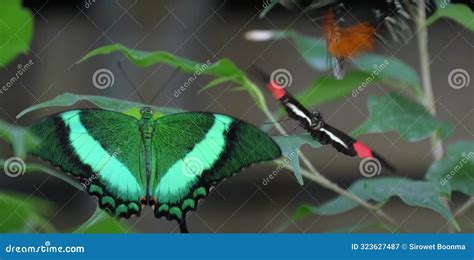 The Fascinating World Of Insects Stock Image Image Of Animals Insect