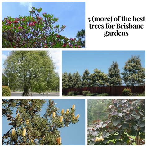 Best Trees To Grow In Brisbane At Amelie Woolley Blog