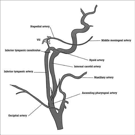 Stapedial Artery And Hyoid Artery