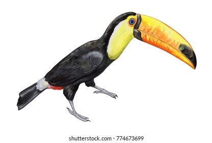 Toco Toucan Isolated On White Background Stock Illustration 774673699
