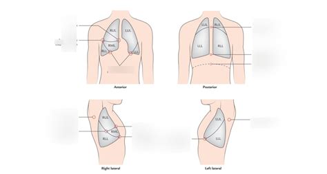 Lung Lobes Landmarks Diagram Quizlet