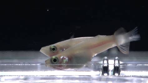 Los Peces Hembra Se Aparean Antes Con Los Pretendientes Conocidos Youtube