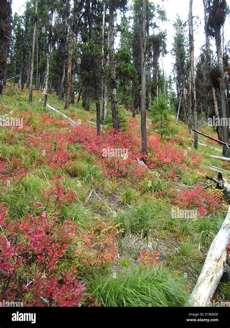The 2011 Fall Colors In The Bitterroot National Forest Showcased