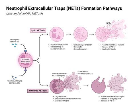 Neutrophil Extracellular Traps Nets Formation Pathways Biorender Science Templates