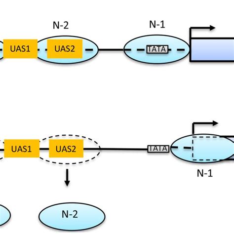 The Outcomes Of Chromatin Remodeling By Atp Dependent Remodeling