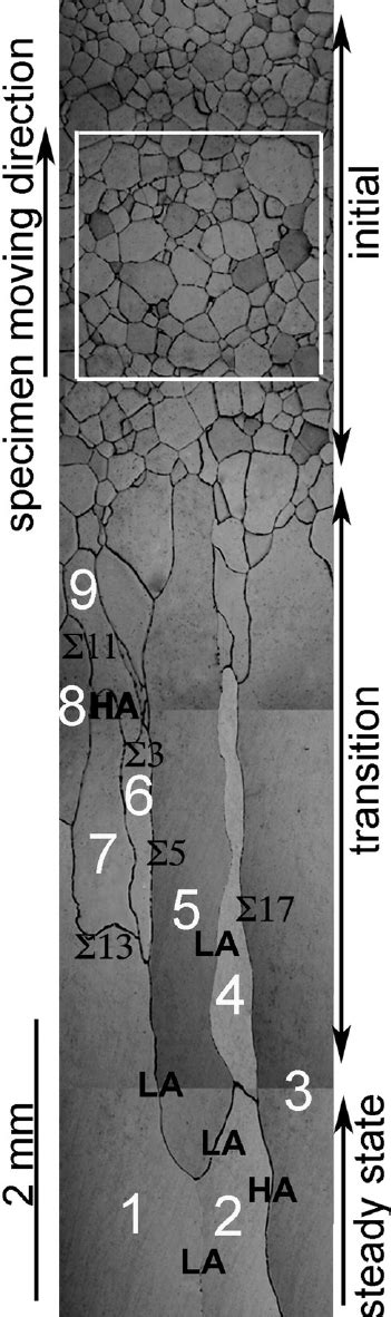 Optical Micrographs Showing Typical Microstructure Of Specimen Download Scientific Diagram