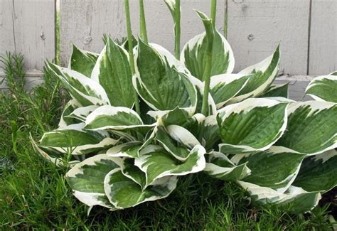 Best Sun Tolerant Hosta Varieties And Expert Growing Tips