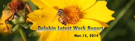 Dolphin Data Lab Latest Work Report Dolphin Data Lab