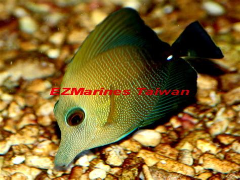 Zebrasoma Desjardinii