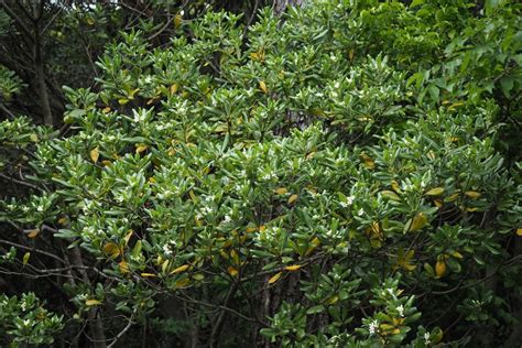 トベラ 山野草の写真帳