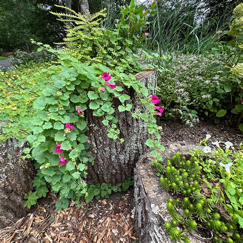 I Love Lophospermum Lofos Compact Rose