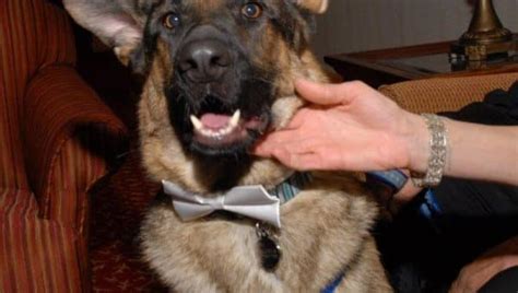 German Shepherd With Straight Leg Syndrome Has Photoshoot Of A Lifetime