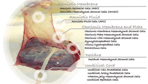 Schematic Representation Of Different Pnd Products In Gray All The Download Scientific Diagram