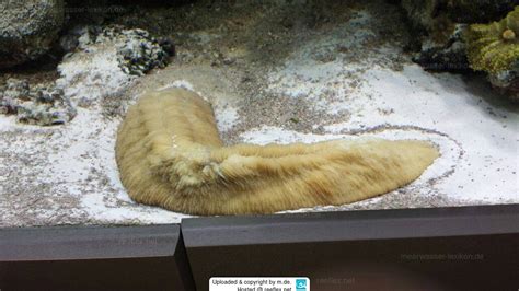 Herpolitha Limax Tongue Coral Slipper Coral Boomerang Coral