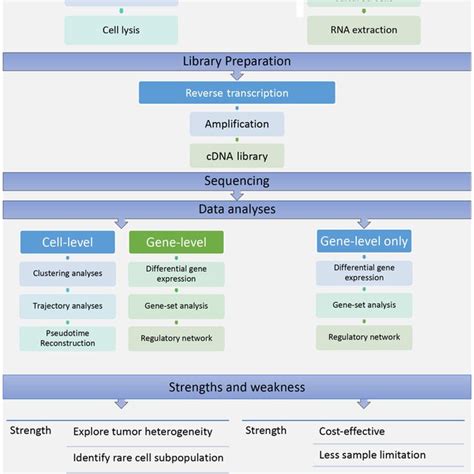 Workflow Of A Typical Single‐cell Rna‐sequencing Experiment And Download Scientific Diagram