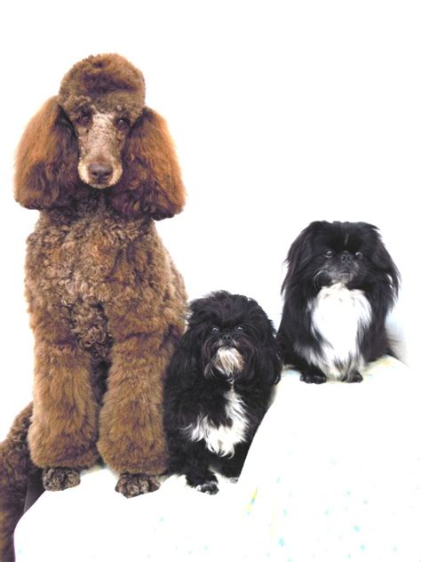 Starsessions Poodles