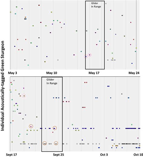 Detection Chronologies For Individual Green Sturgeon Bearing Acoustic Download Scientific