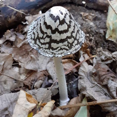 Coprinopsis Picacea The Ultimate Mushroom Guide
