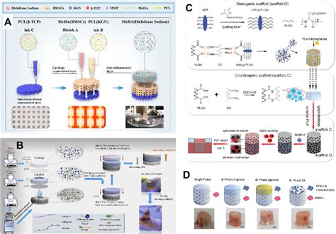 Examples Of Scaffold Designs Incorporating Growth Factors And Or Cells