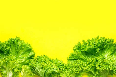 밝은 노란색 배경 플랫 평지 상단 보기에 신선한 녹색 양상추 잎 샐러드 건강한 채식 주의 식품 에코 제품 야채 다이어트 비타민과
