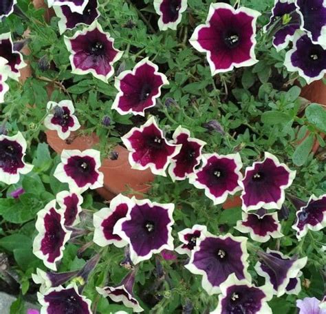 Петунии в горшке