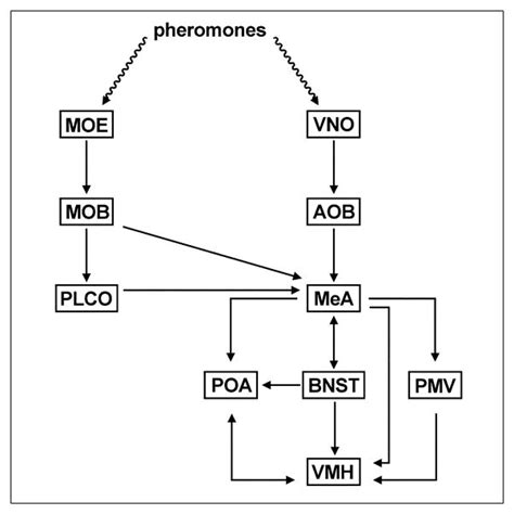 Control Of Masculinization Of The Brain And Behavior PMC