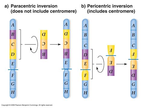 Chromosome Insertion